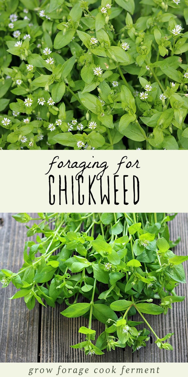 Chickweed Foraging: Identification, Look-alikes, and Uses