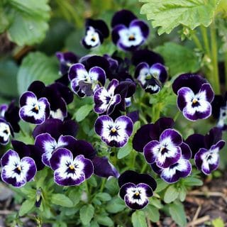 How to Grow and Use Violas + Sweet Viola Bath Soak Recipe