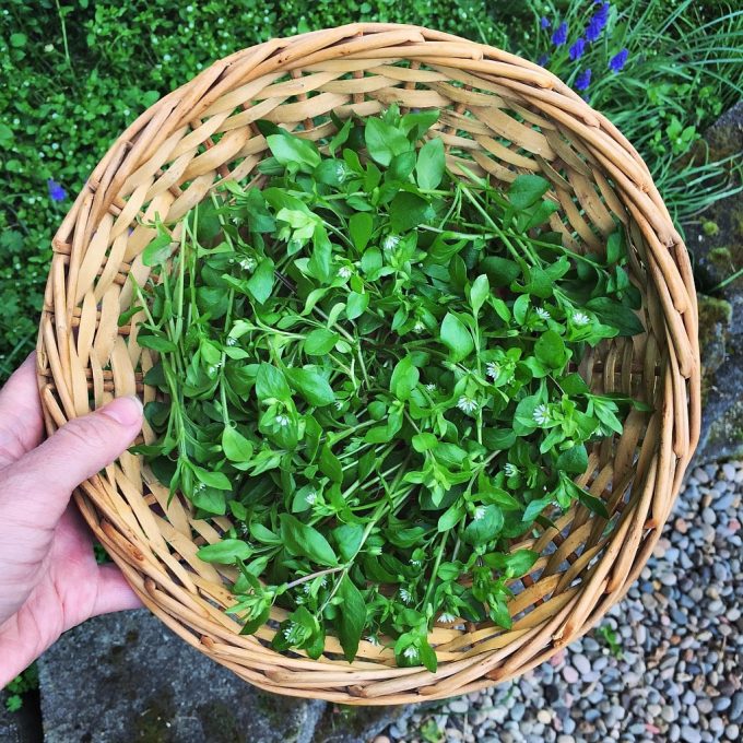Chickweed Pesto: Wild Greens Superfood Recipe