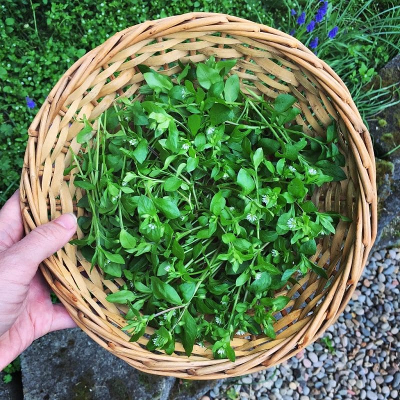 Chickweed Pesto: Wild Greens Superfood Recipe
