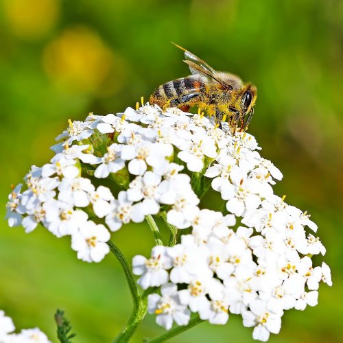 Planting a Bee Garden: 12 Flowers for the Bees (that are good for us too!)