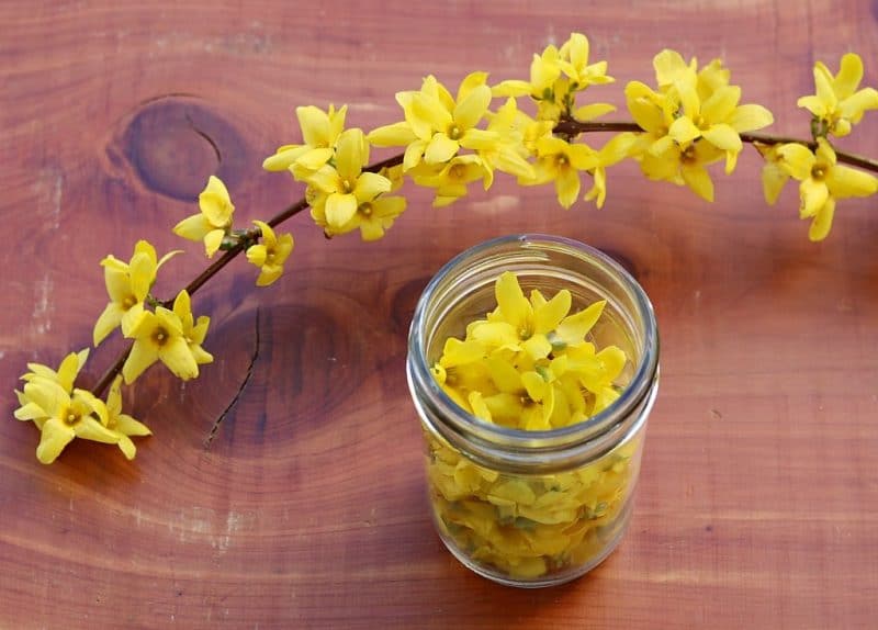 Forsythia Flower Honey Syrup