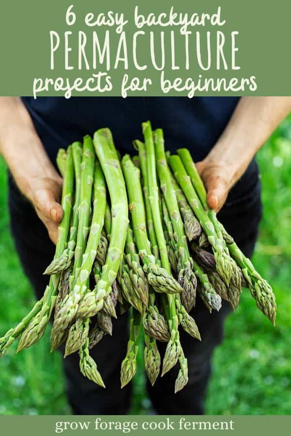 6 Easy Backyard Permaculture Projects for Beginners