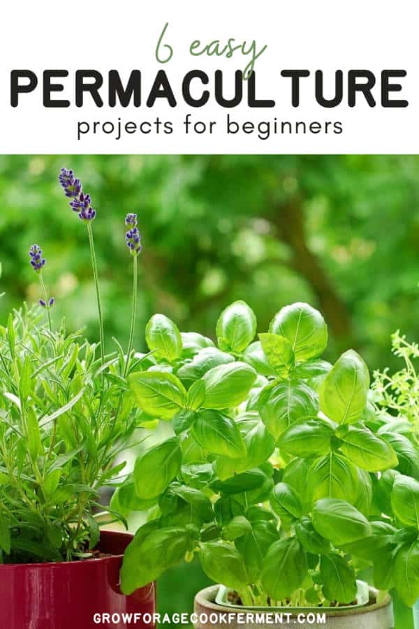 6 Easy Backyard Permaculture Projects for Beginners