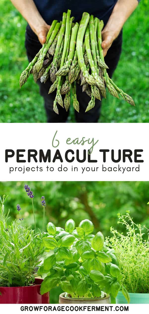 6 Easy Backyard Permaculture Projects for Beginners