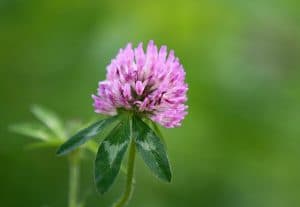 What to Forage in Spring: 20 Edible and Medicinal Plants and Fungi