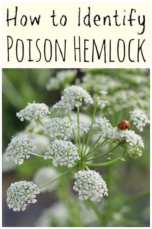 Poison Hemlock: How to Identify and Potential Look-alikes