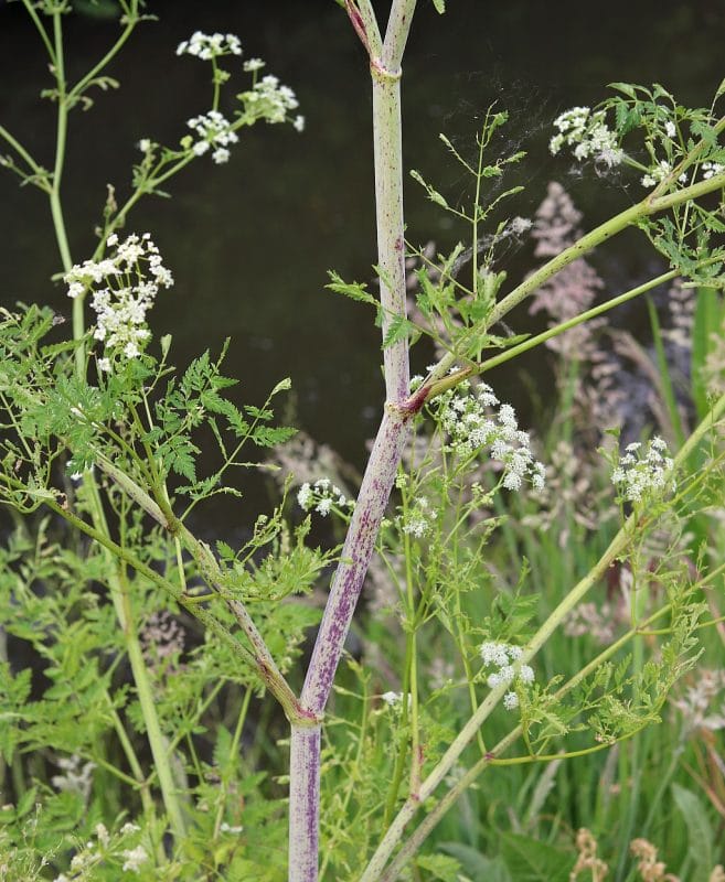 Poison Hemlock: How to Identify and Potential Look-alikes