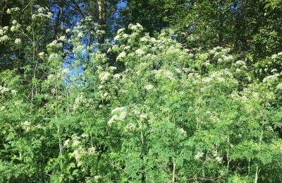 Poison Hemlock: How to Identify and Potential Look-alikes