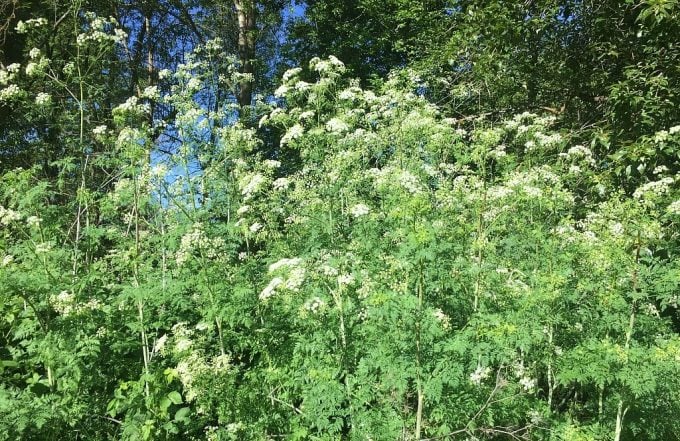 Poison Hemlock: How to Identify and Potential Look-alikes