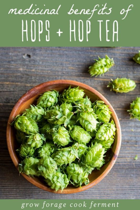 Medicinal Benefits of Hops + Hop Tea