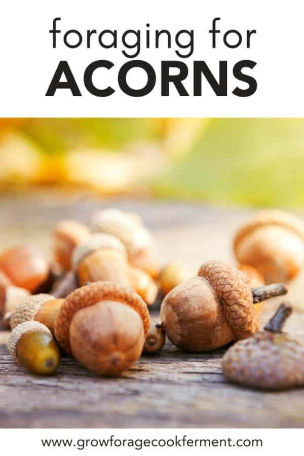 Foraging for Acorns: Identification, Processing + Acorn Recipes