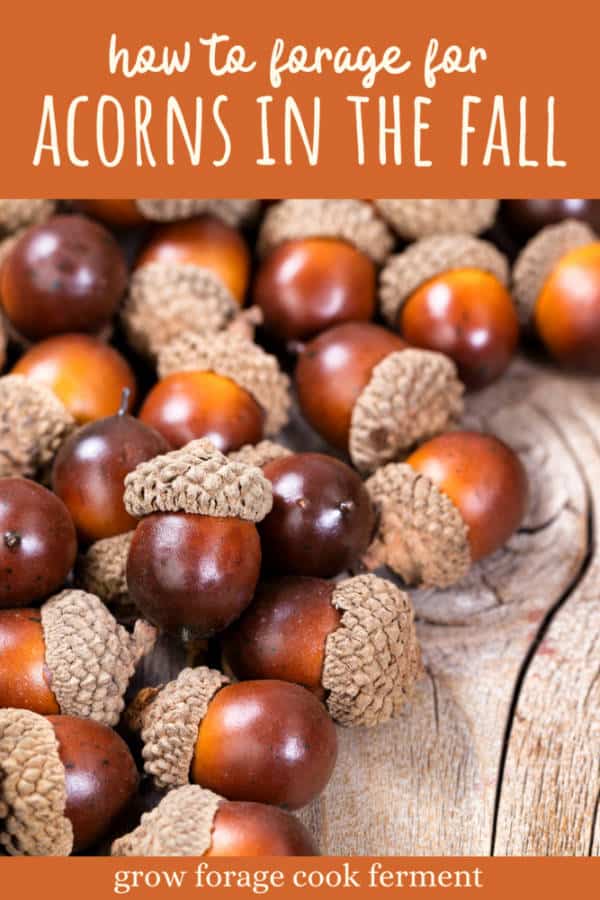 Foraging for Acorns: Identification, Processing + Acorn Recipes