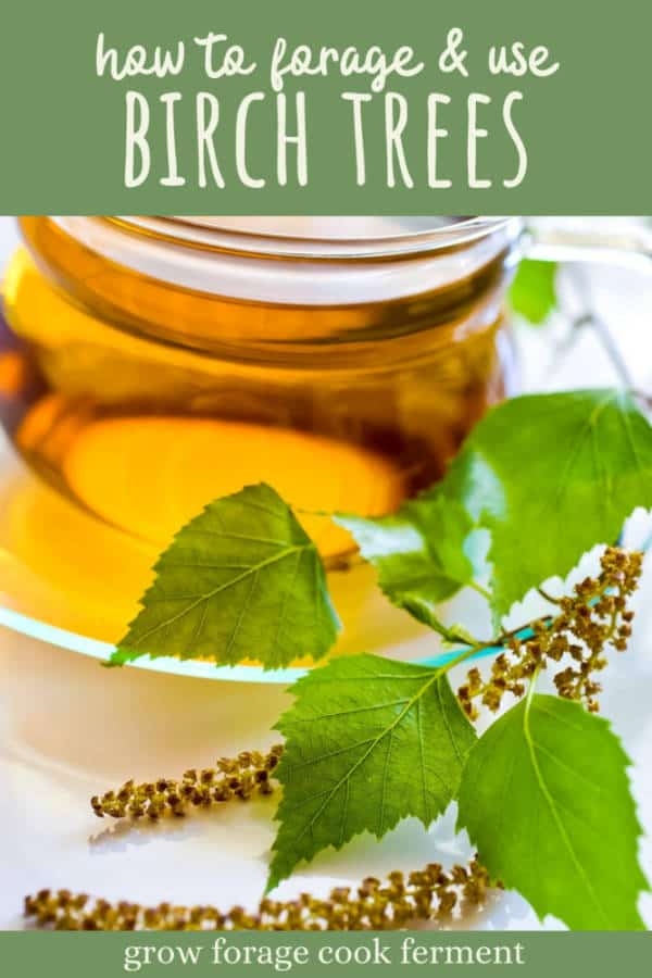 Foraging and Using Birch: Bark, Leaves, & Sap