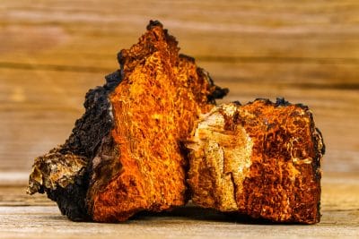 Foraging and Harvesting Chaga Sustainably + Chaga Benefits