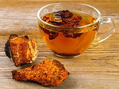 Foraging and Harvesting Chaga Sustainably + Chaga Benefits