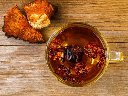 Foraging and Harvesting Chaga Sustainably + Chaga Benefits