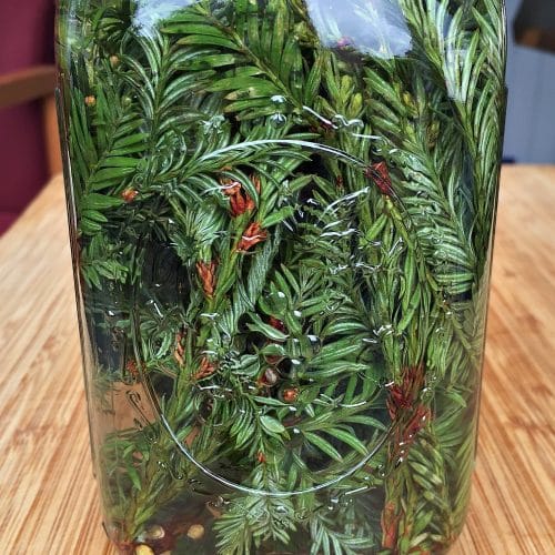 Conifer Infused Vodka for Winter Cocktails