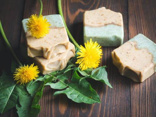 Dandelion Soap Made With the Whole Plant