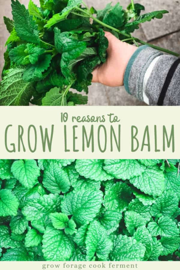 10 Reasons To Grow Lemon Balm