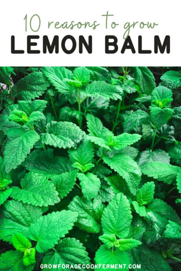 10 Reasons To Grow Lemon Balm