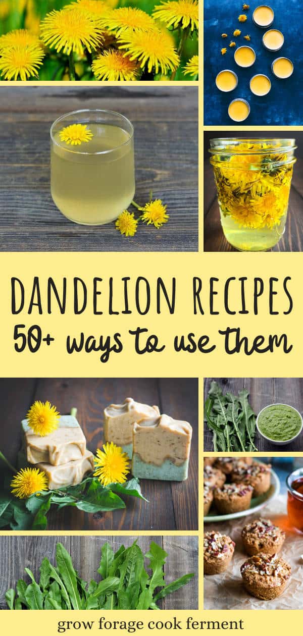 50+ Dandelion Recipes: Drinks, Sweets, Soap, Remedies + More!