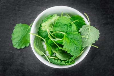 Lemon Balm Recipes: food, drinks, remedies, + more!