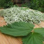 40+ Stinging Nettle Recipes (without the sting!)