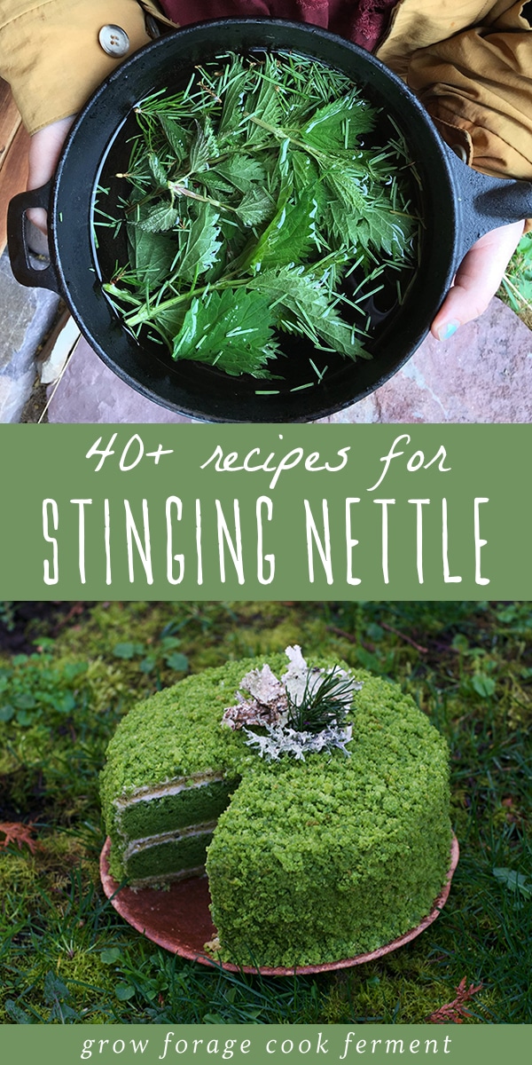 40+ Stinging Nettle Recipes (without the sting!)