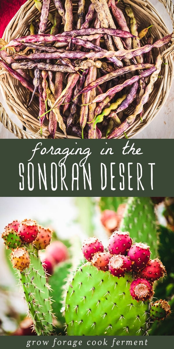 Sonoran Desert Foraging: What to Forage in Summer