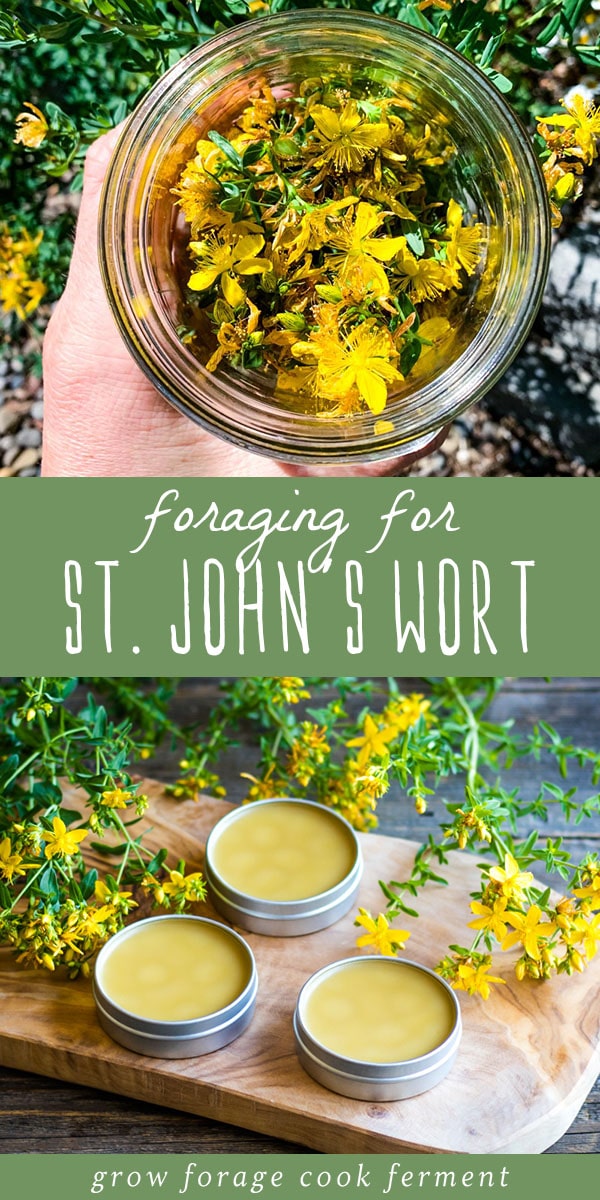 Foraging St. John's Wort + How to Make St. John's Wort Oil & Salve