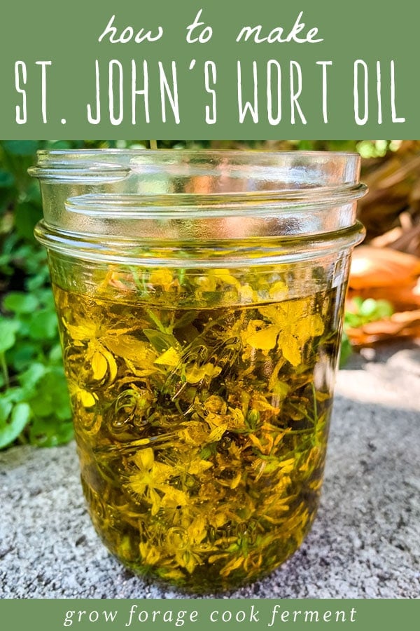 Foraging St. John's Wort + How to Make St. John's Wort Oil & Salve