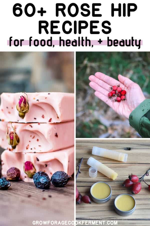 60+ Rose Hip Recipes for Food, Health, & Beauty