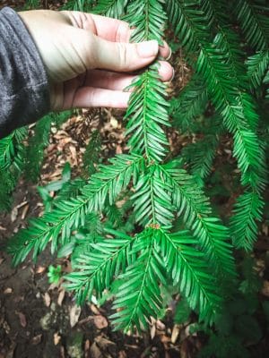 How to Identify Conifer Trees: Pine, Fir, Spruce, Juniper & More