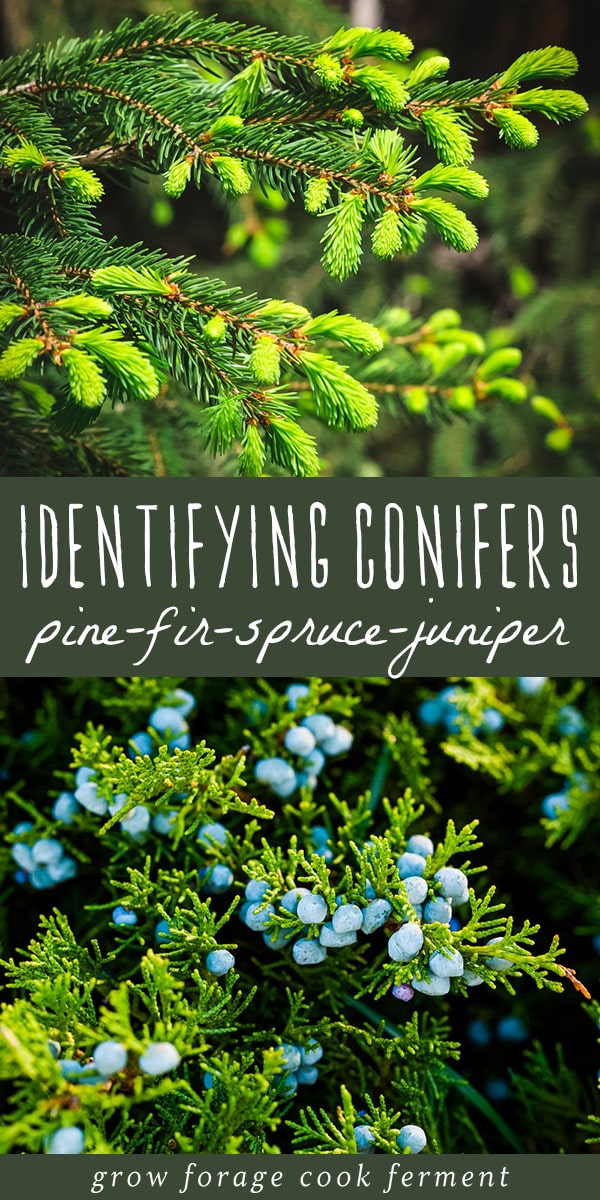 How to Identify Conifer Trees: Pine, Fir, Spruce, Juniper & More