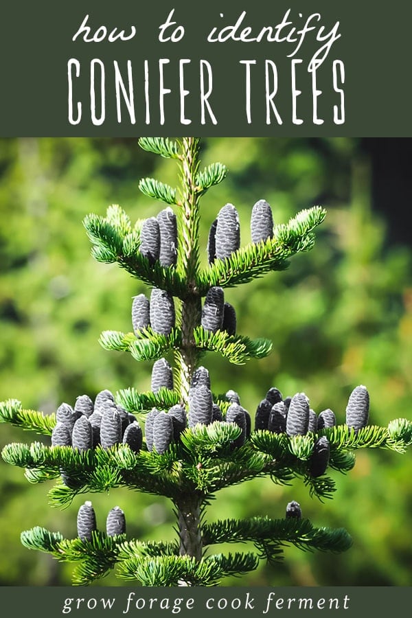 How to Identify Conifer Trees: Pine, Fir, Spruce, Juniper & More