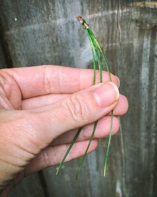 How to Identify Conifer Trees: Pine, Fir, Spruce, Juniper & More
