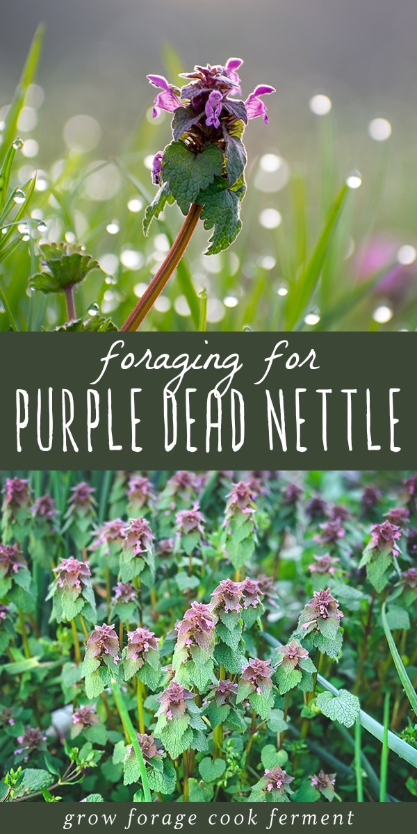 Foraging for Purple Dead Nettle: an edible backyard weed