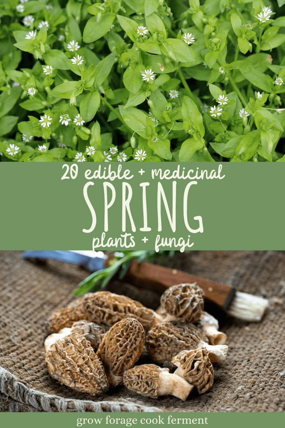 What to Forage in Spring: 20 Edible and Medicinal Plants and Fungi