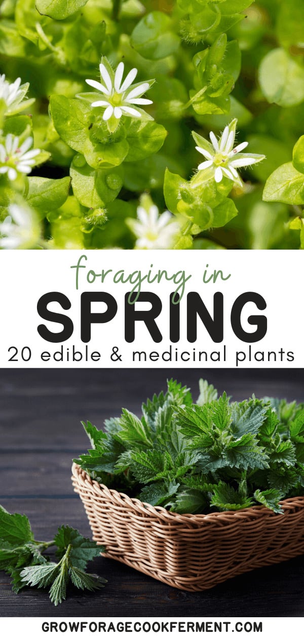 What to Forage in Spring: 20 Edible and Medicinal Plants and Fungi