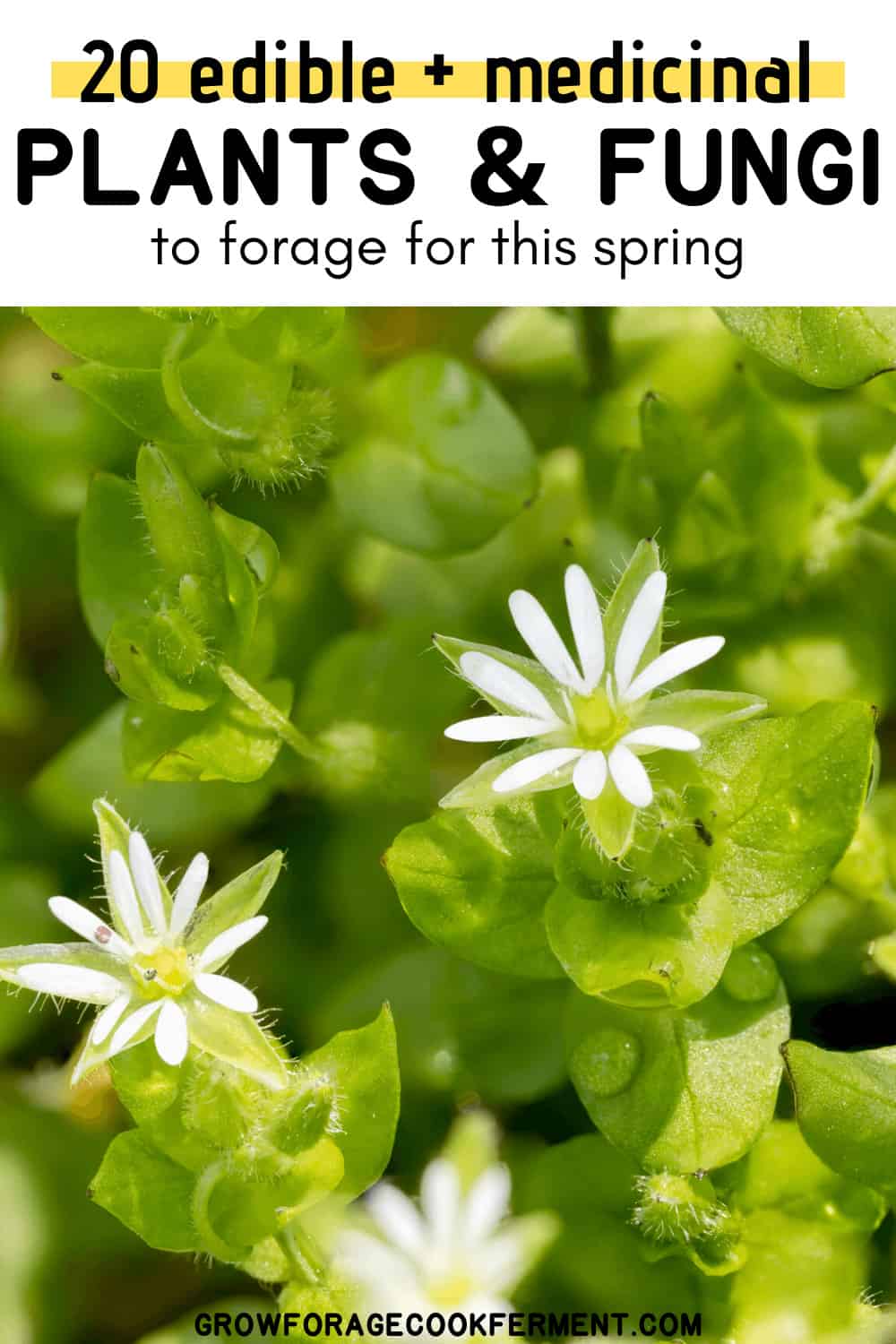 What to Forage in Spring: 20 Edible and Medicinal Plants and Fungi