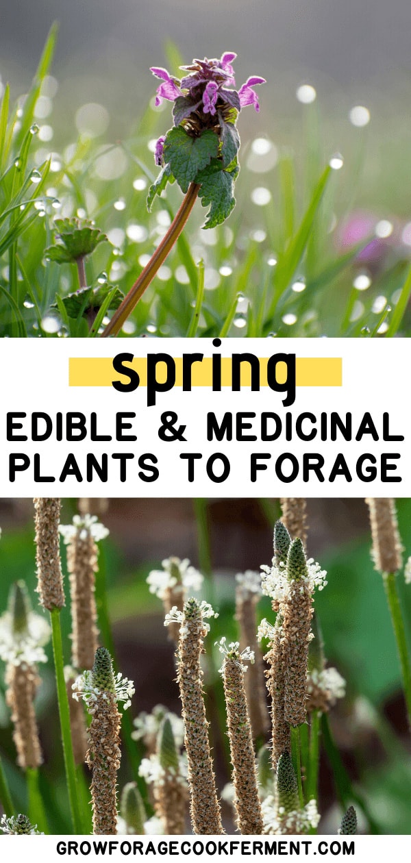 What to Forage in Spring: 20 Edible and Medicinal Plants and Fungi