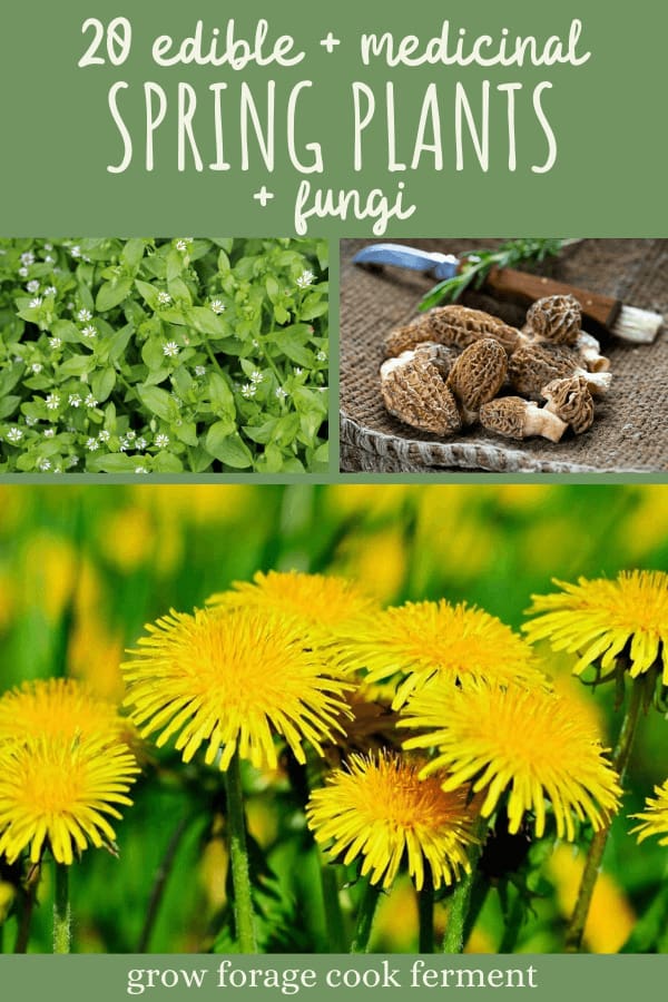 What to Forage in Spring: 20 Edible and Medicinal Plants and Fungi