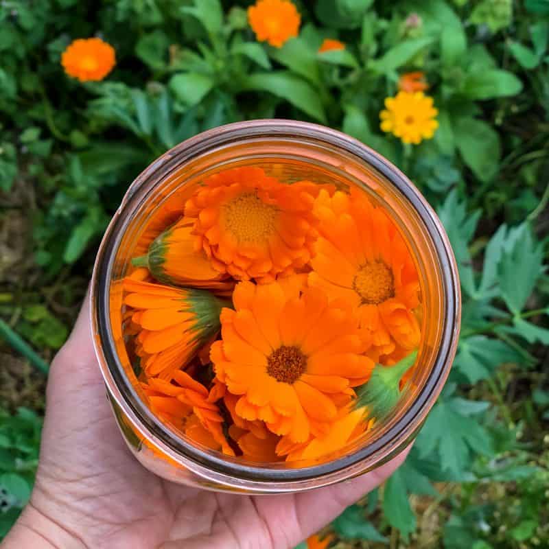 Calendula Iced Tea: Botanical & Refreshing