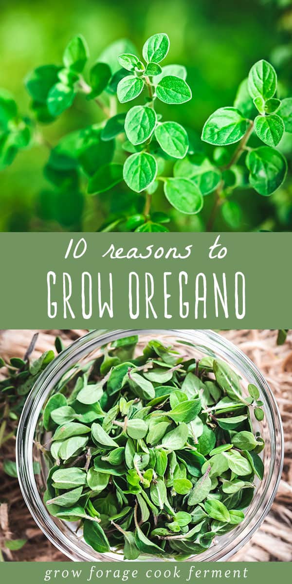 10 Reasons to Grow Oregano: a Highly Beneficial Herb