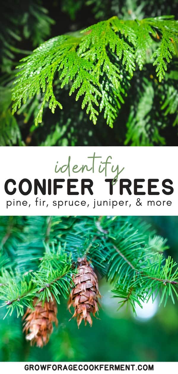 How to Identify Conifer Trees: Pine, Fir, Spruce, Juniper & More