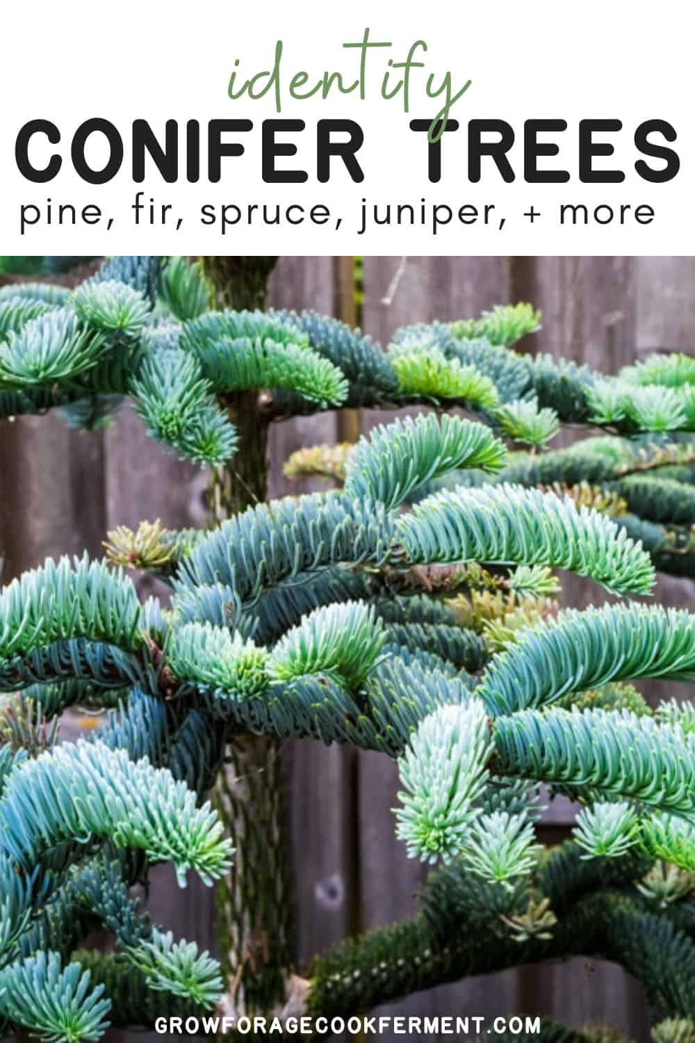 How to Identify Conifer Trees: Pine, Fir, Spruce, Juniper & More
