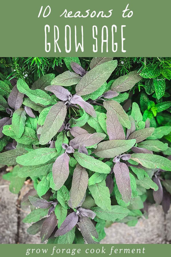10 Reasons to Grow Sage for your Garden, Food, and Health