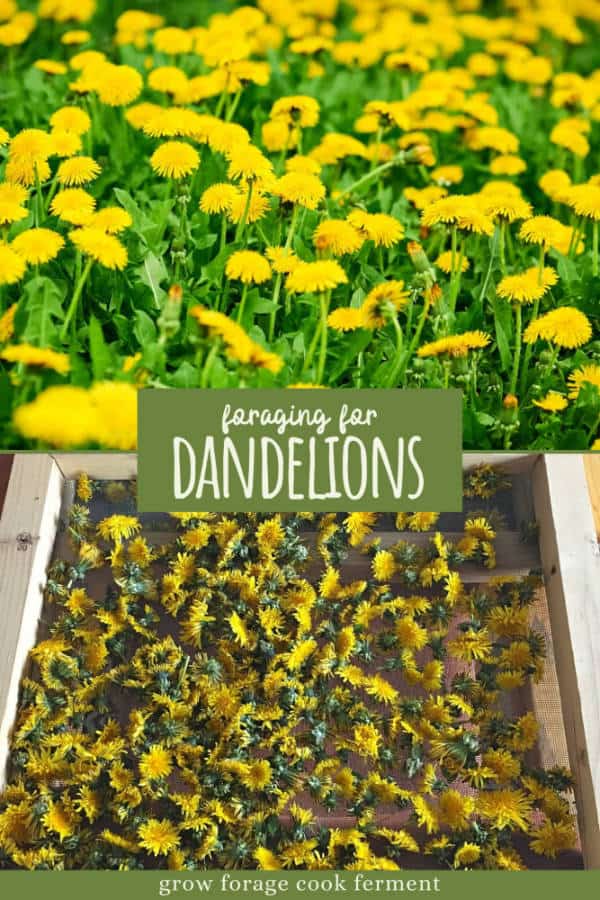 Dandelion Foraging: Identification, Look-alikes, and Uses