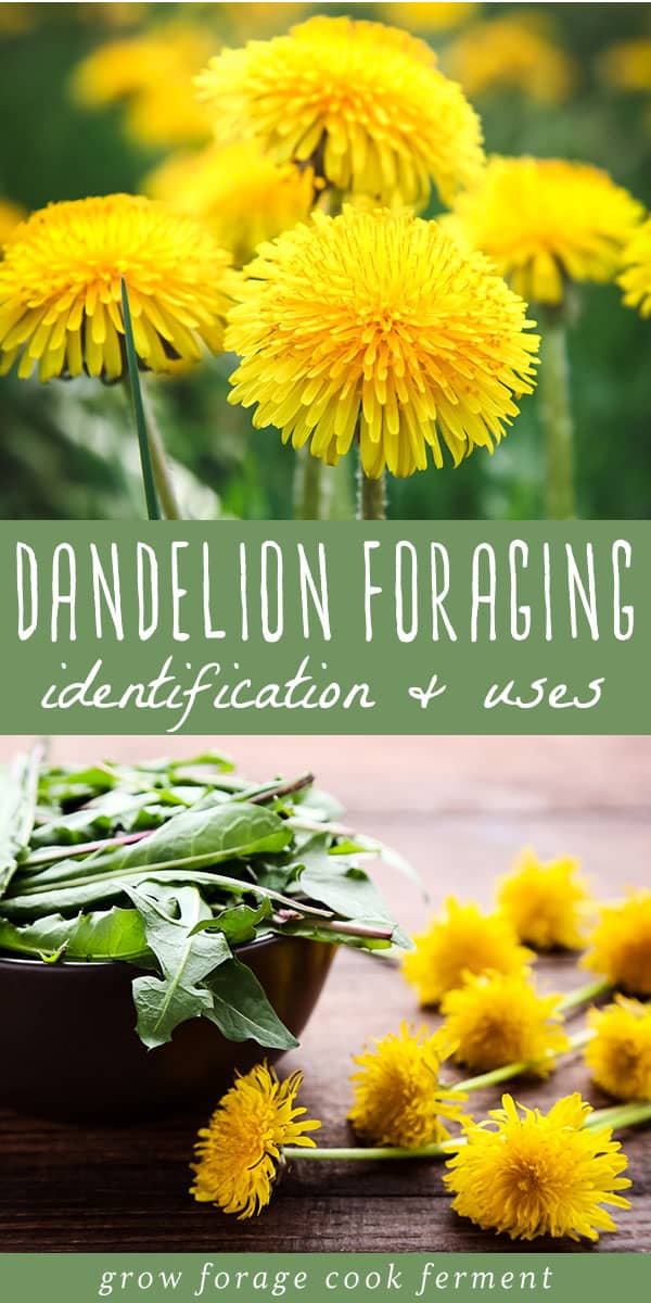 Dandelion Foraging: Identification, Look-alikes, and Uses